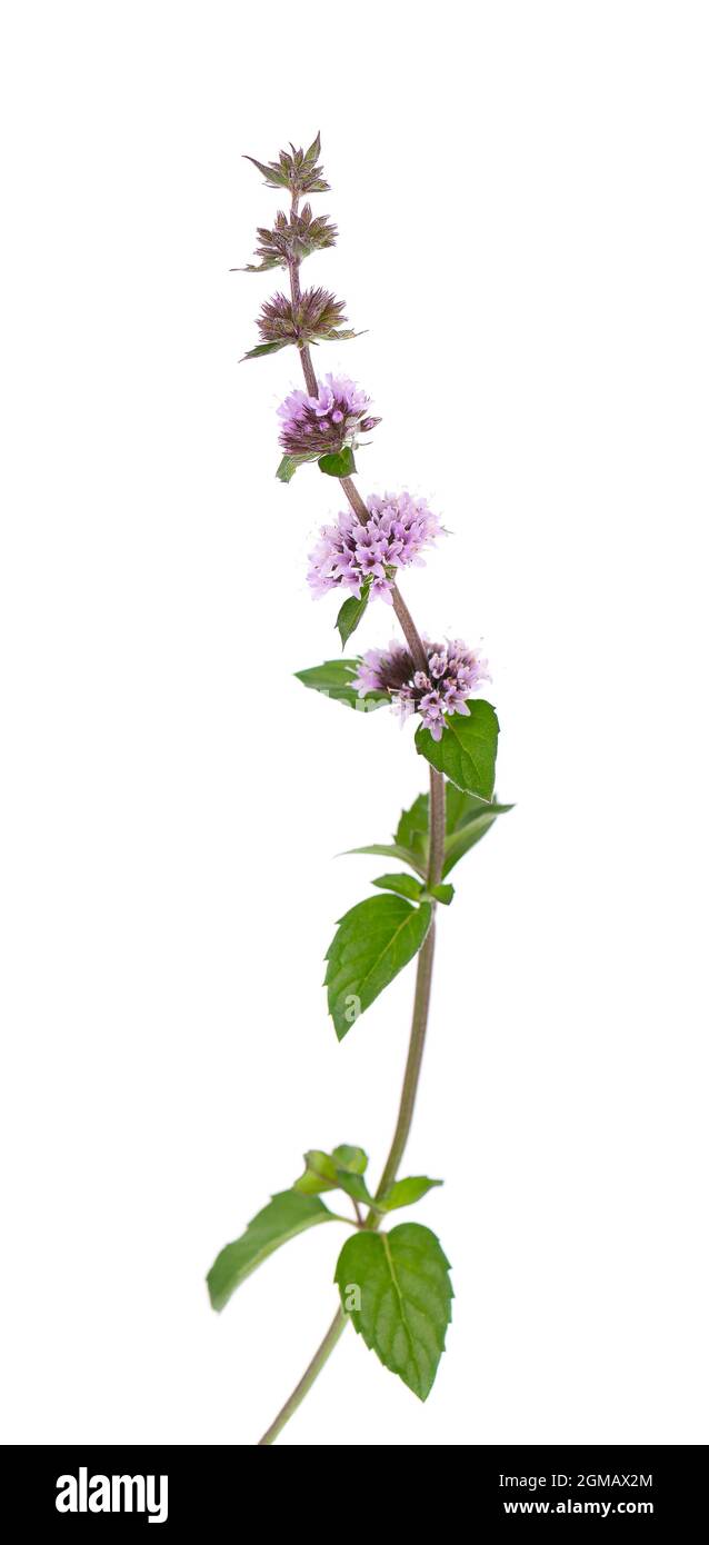 Peppermint flowers isolated on white background. Mint branch. Herbal ...