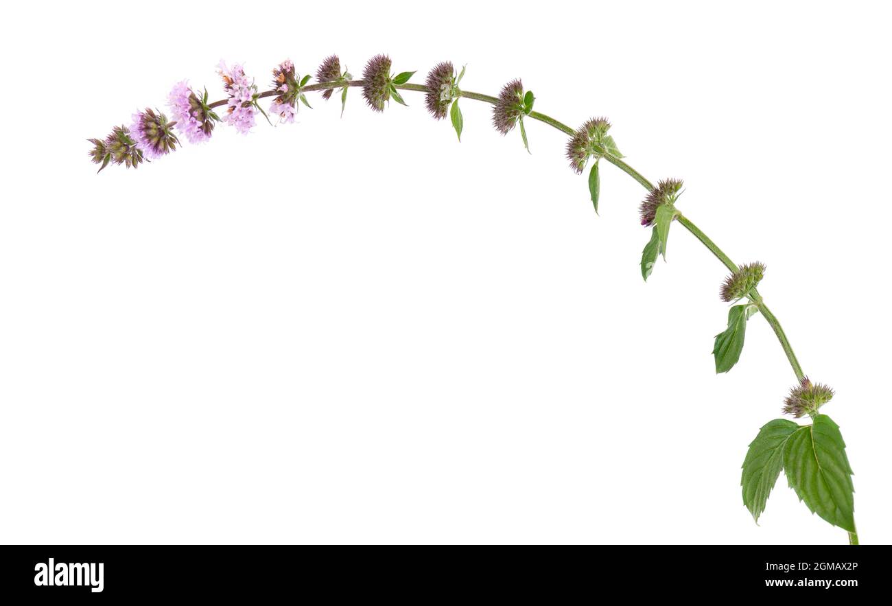 Peppermint flowers isolated on white background. Mint branch. Herbal ...