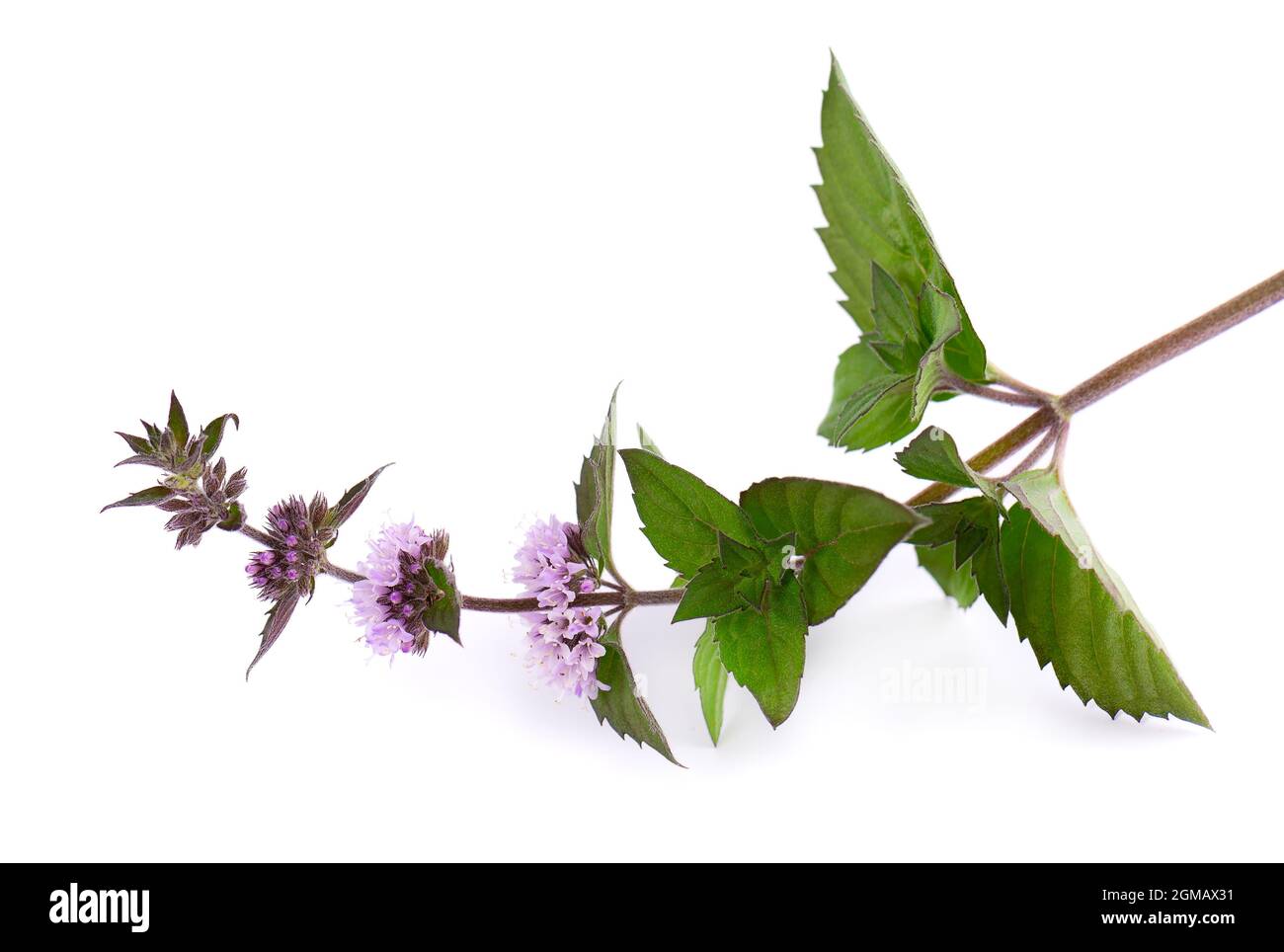 Peppermint flowers isolated on white background. Mint branch. Herbal ...