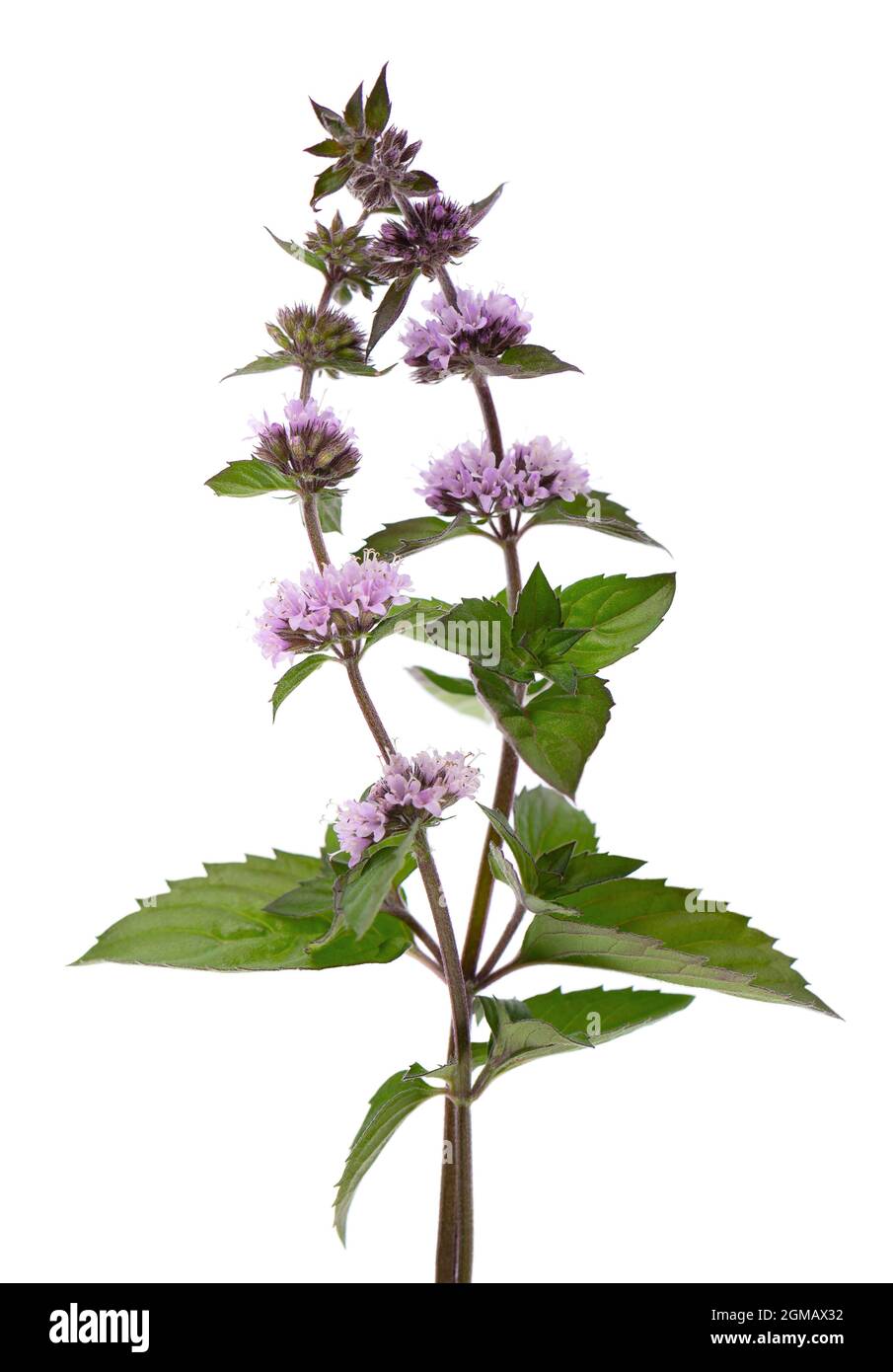 Peppermint flowers isolated on white background. Mint branch. Herbal ...