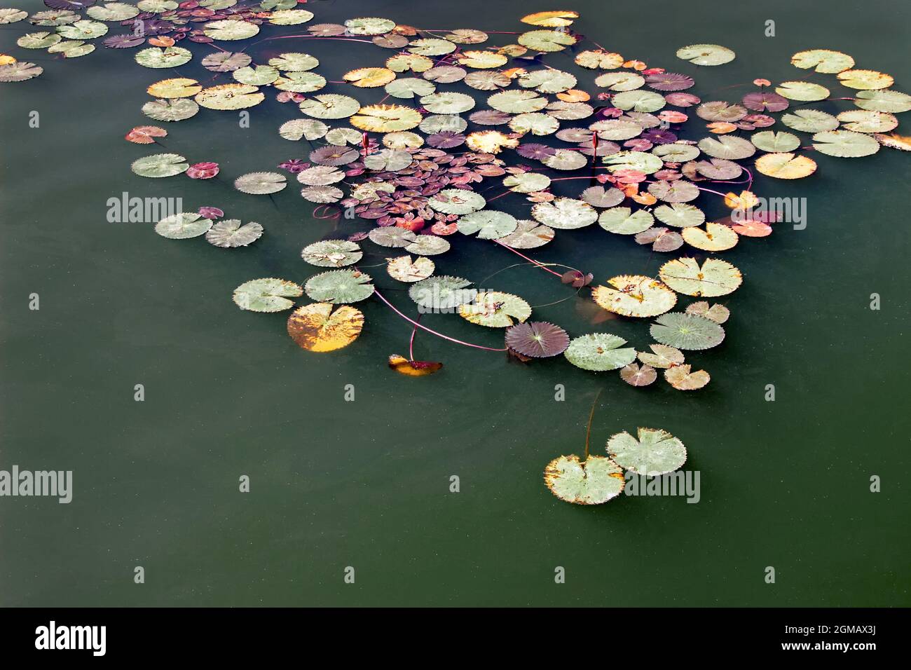 water lily plant with colorful leaf floating in water Stock Photo - Alamy