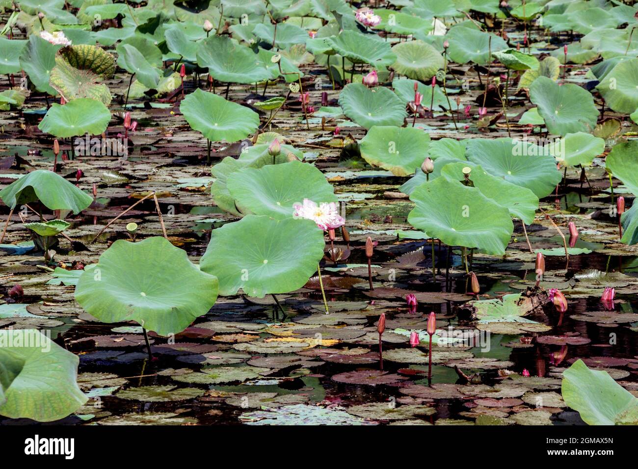 Do Lotus Flowers Grow In Swamps at Earl Sigala blog