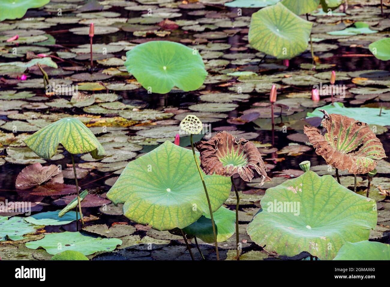 wild lotus flower with green leaves in swamp Stock Photo - Alamy