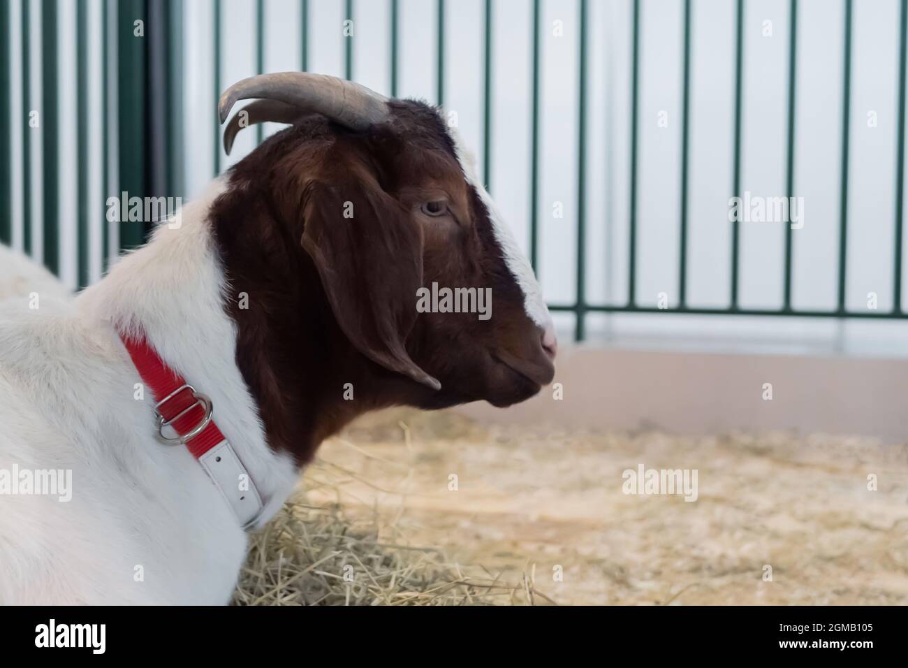 Portrait of white and brown goat with little horns - close up side view ...