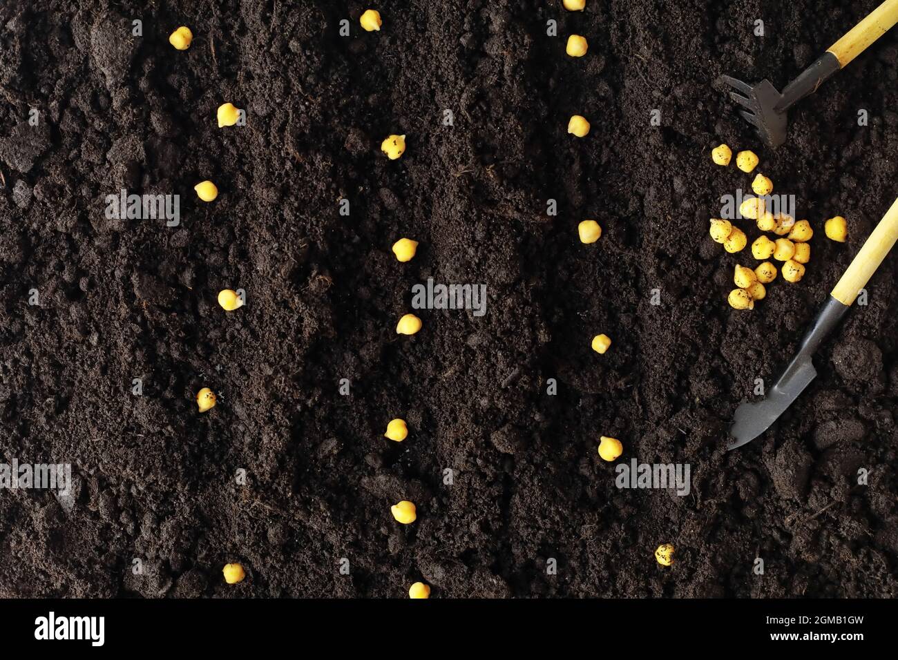 Seeds in the ground. Seed preparation for planting in the spring ...