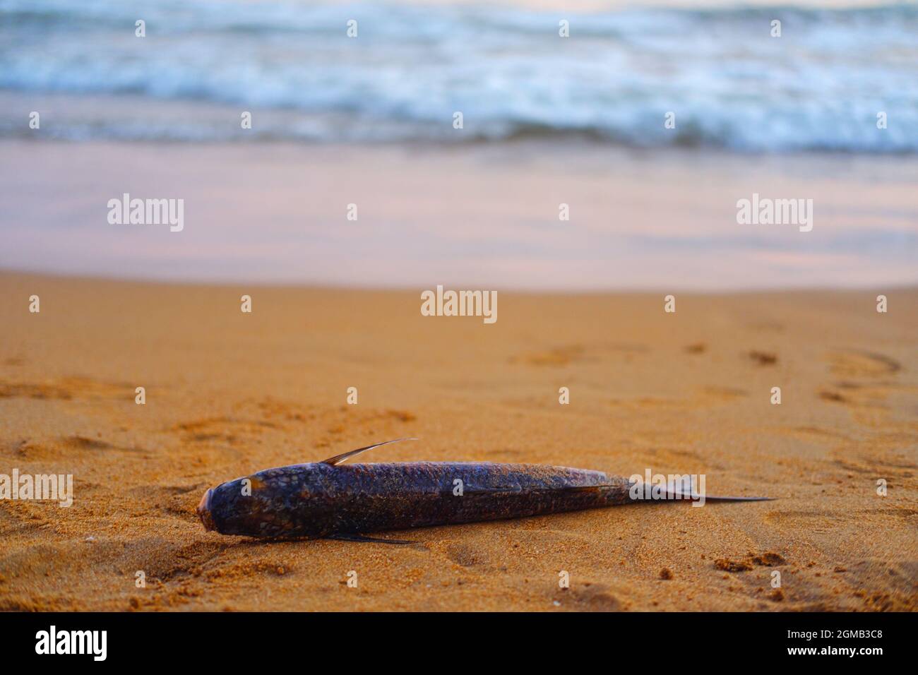 Dead Fish at Sandy Beach Stock Photo - Alamy
