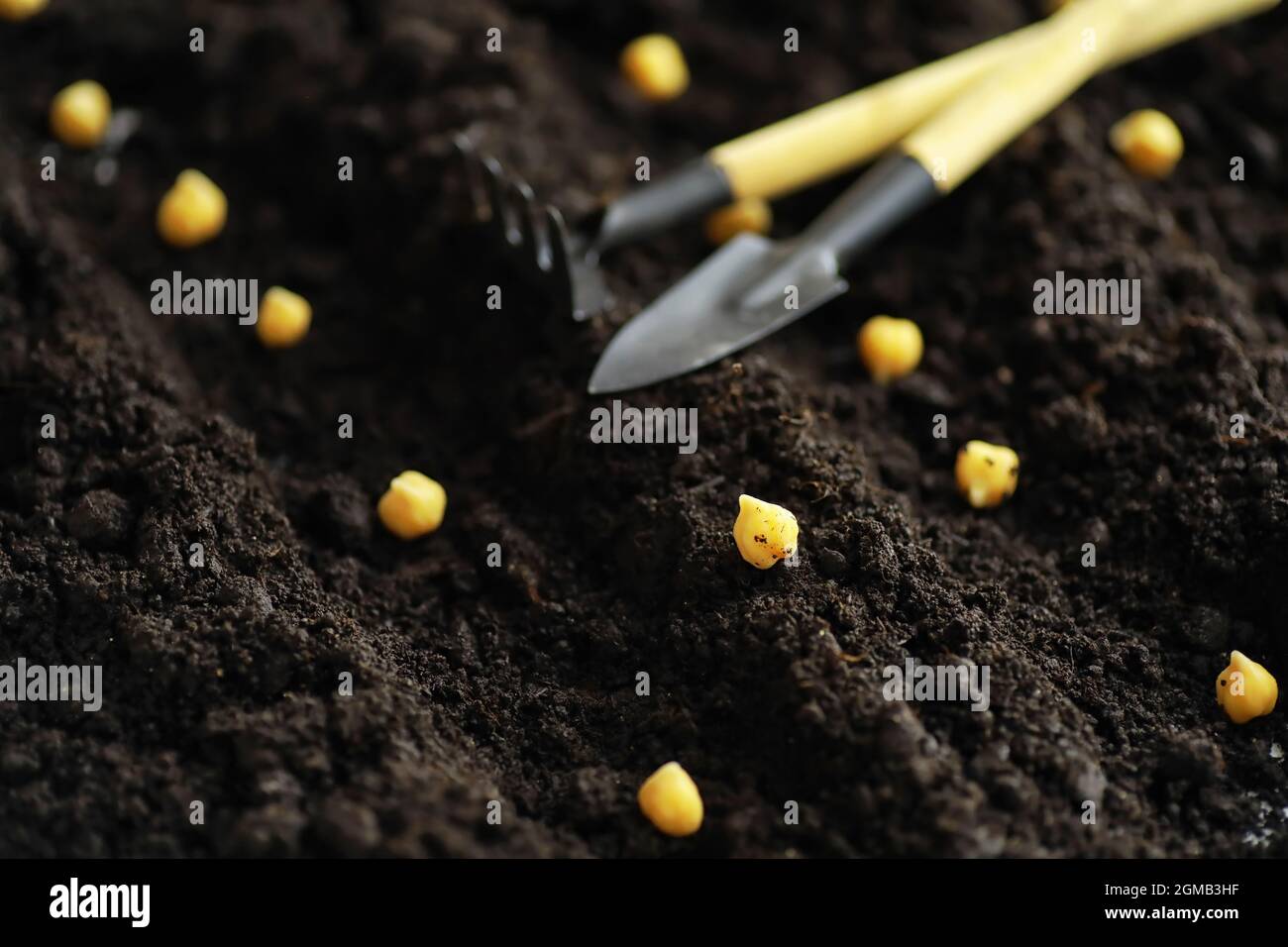 Seeds in the ground. Seed preparation for planting in the spring ...