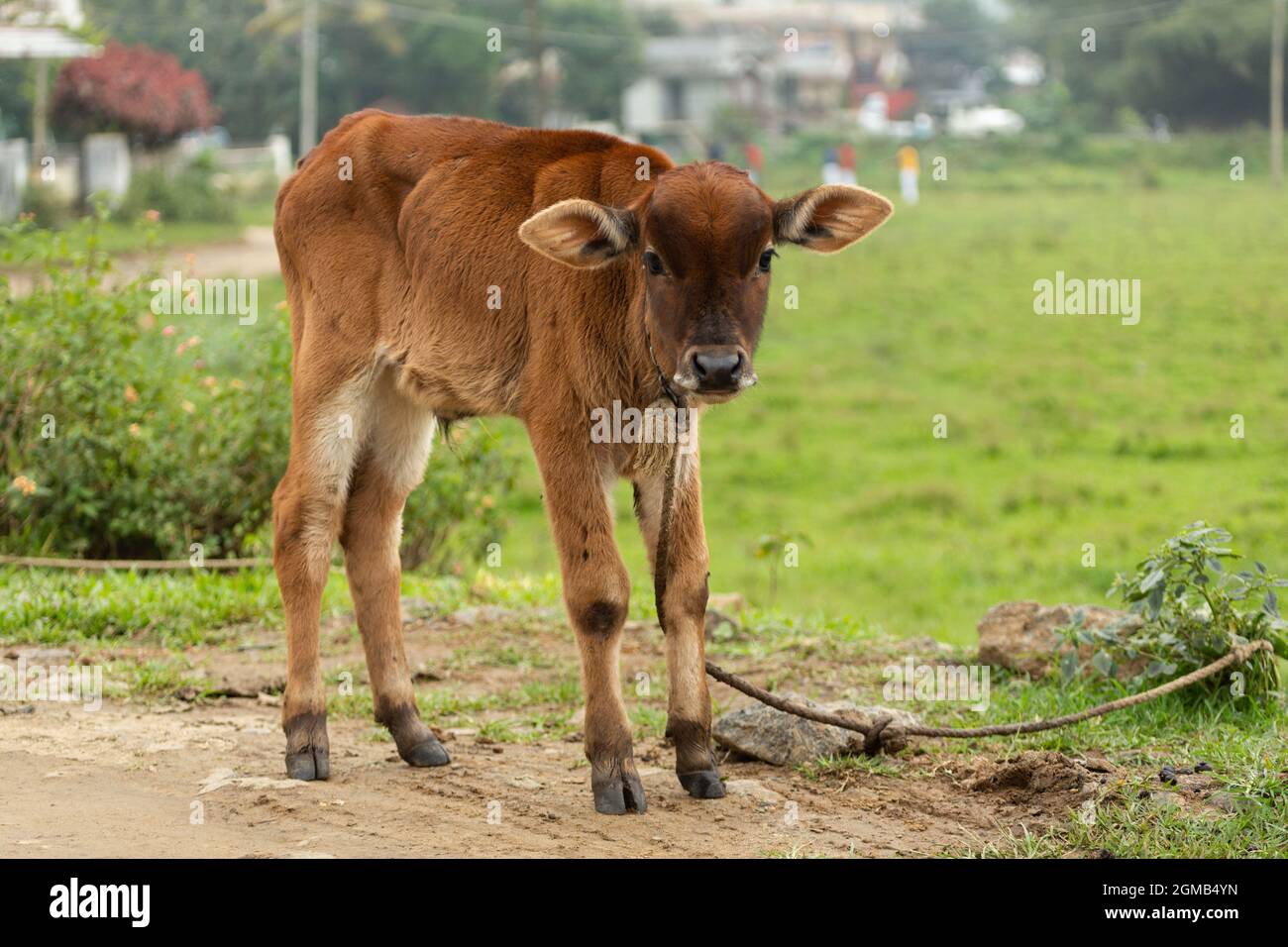 A brown calf wears a chain and rope around its neck and stands on an ...