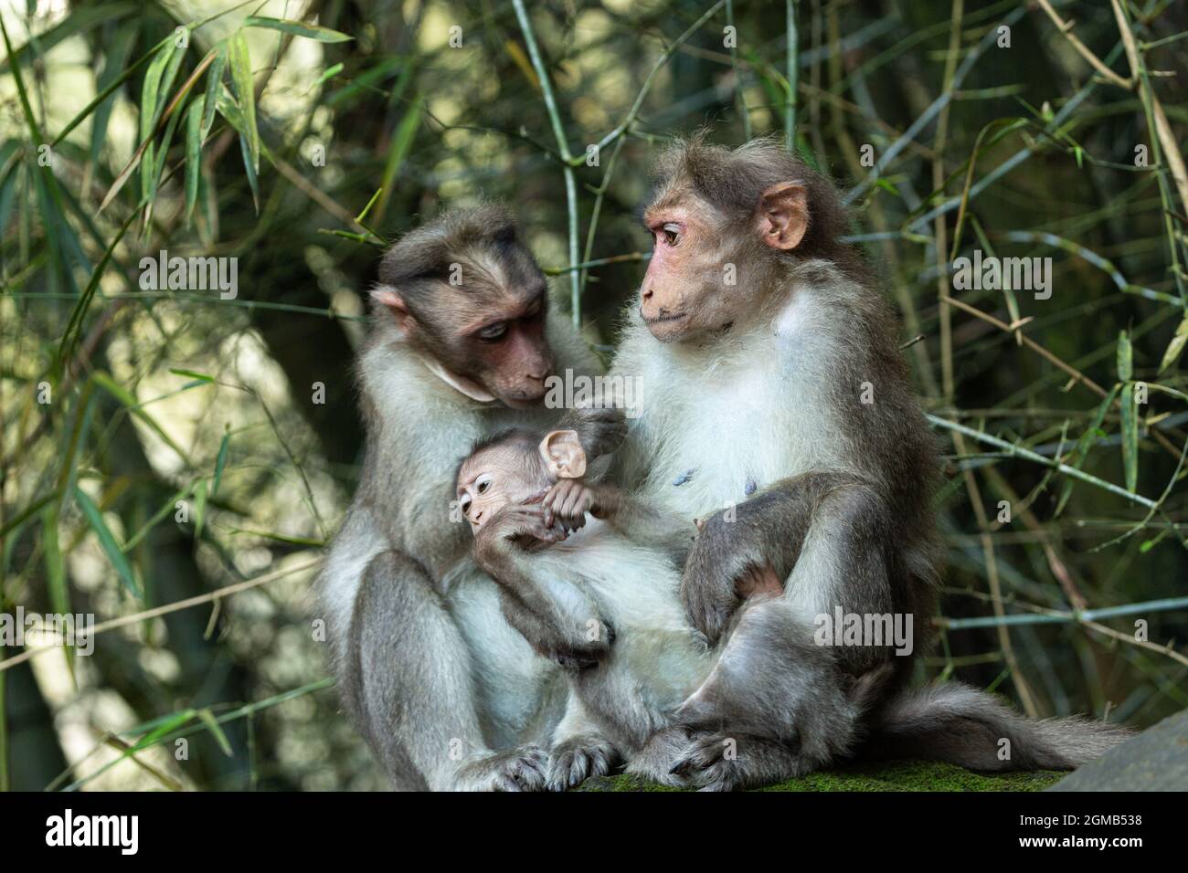 Monkey parents lovingly care for their young Stock Photo - Alamy