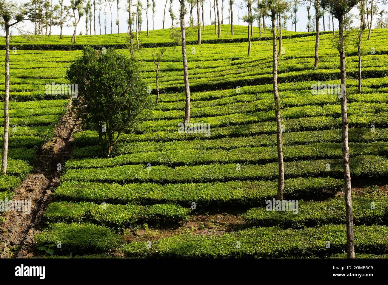 Tea plantation in India, Kerala Stock Photo - Alamy