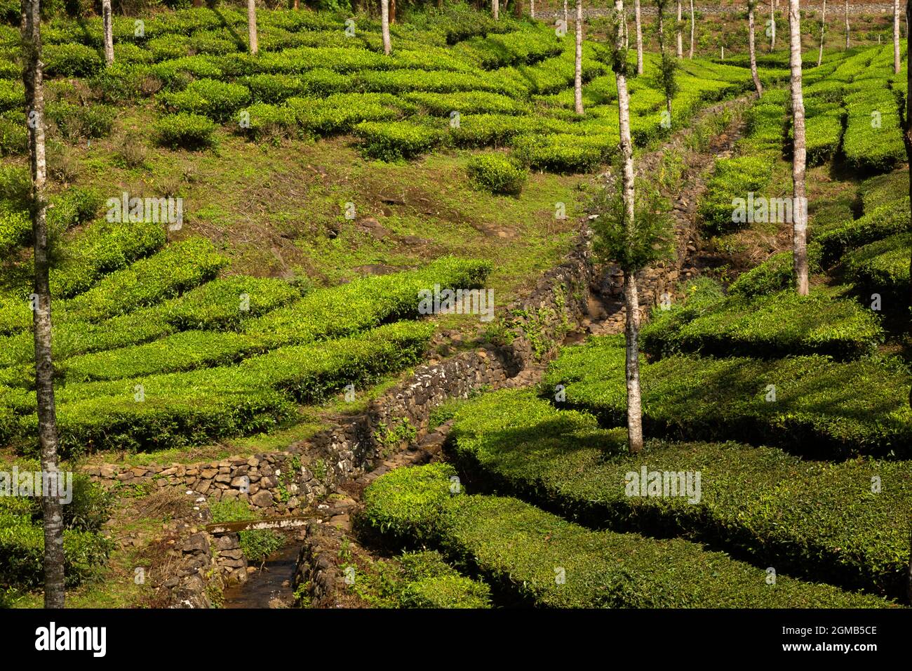Tea plantation in India, Kerala Stock Photo - Alamy