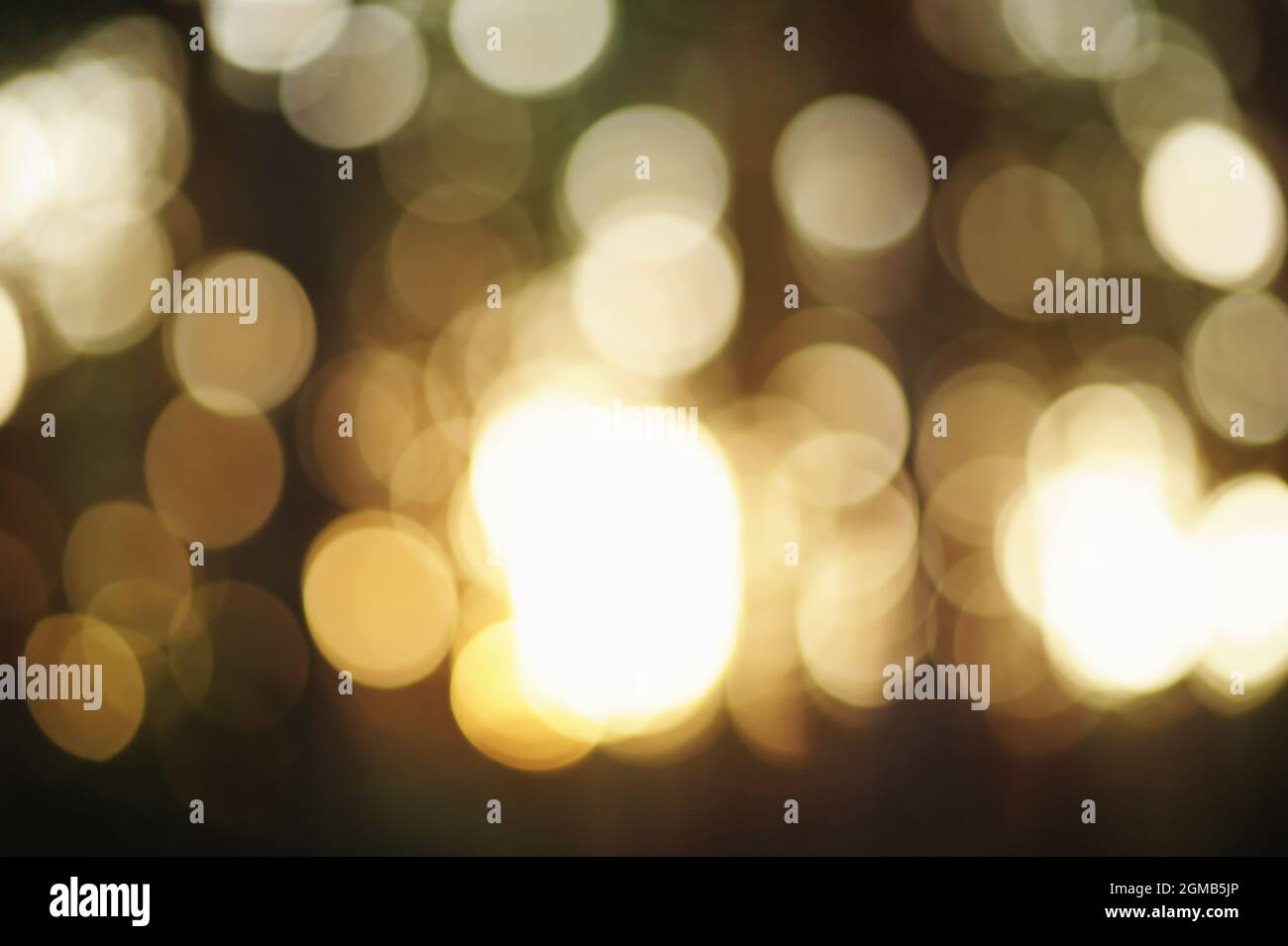 Natural pine background blurred focus. Defocus light lens flare in the ...