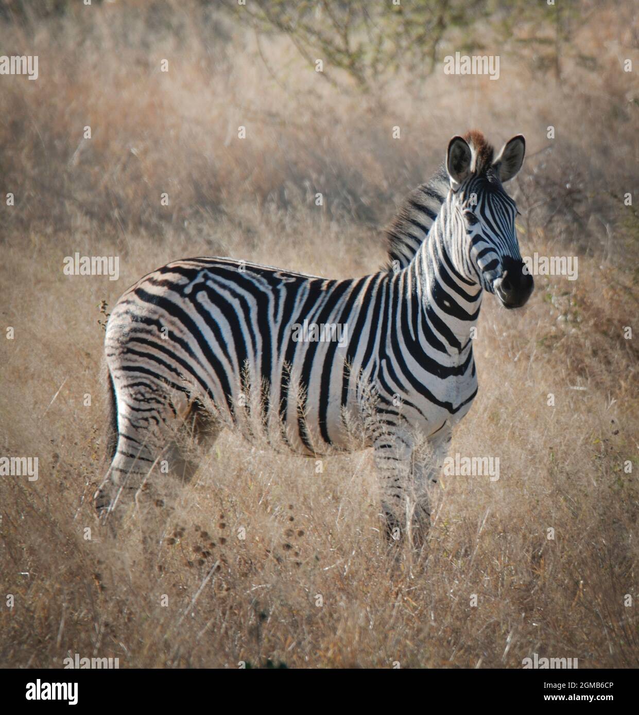 Zebra in Savannah environment, Kruger National Park, South Africa Stock ...