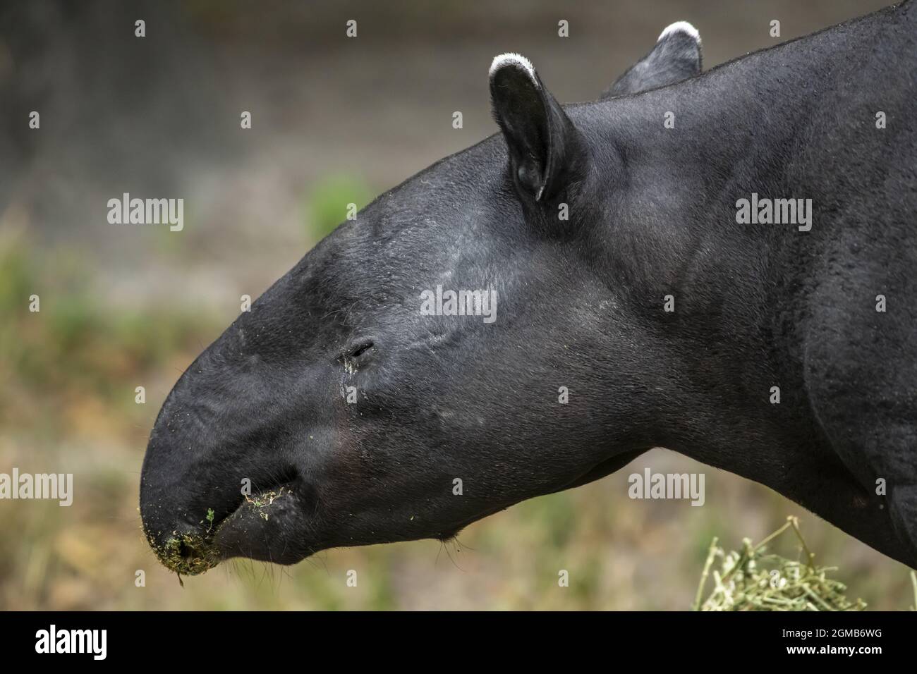 Tapir face hi-res stock photography and images - Alamy