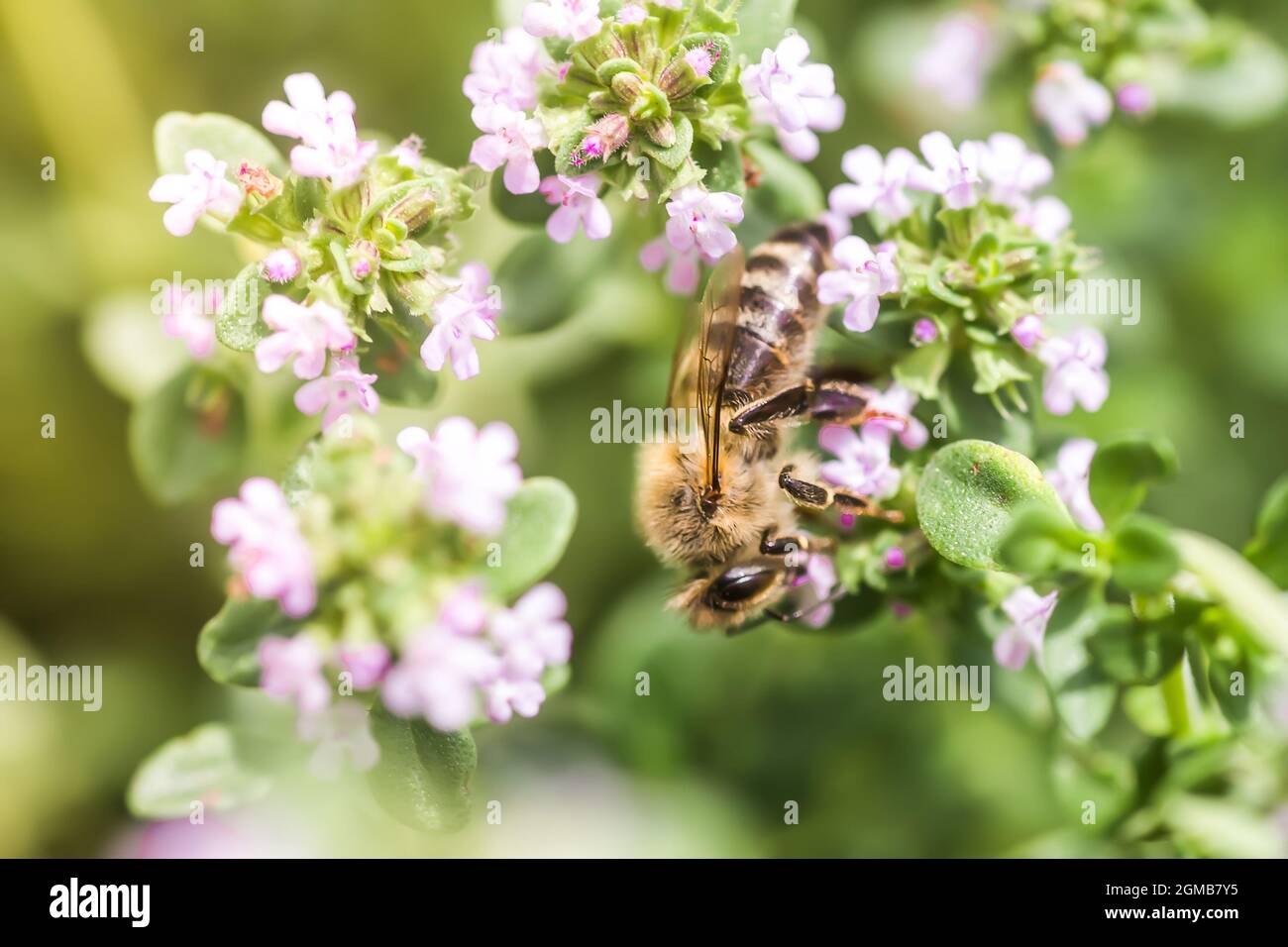 Thymus serpyllum bees hi-res stock photography and images - Alamy