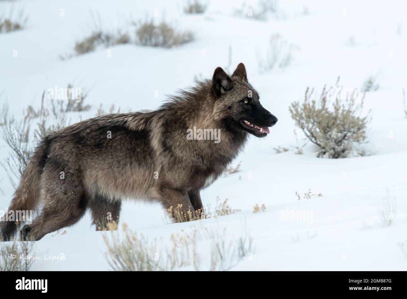 Yellowstone wolf hi-res stock photography and images - Alamy