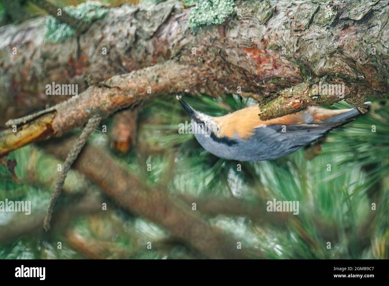 Eurasian nuthatch or wood nuthatch on a tree branch Stock Photo - Alamy