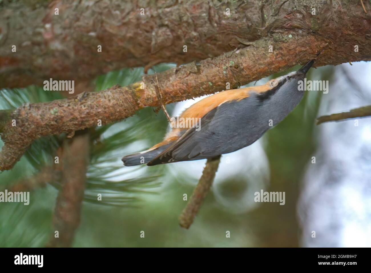 Eurasian nuthatch or wood nuthatch on a tree branch Stock Photo - Alamy