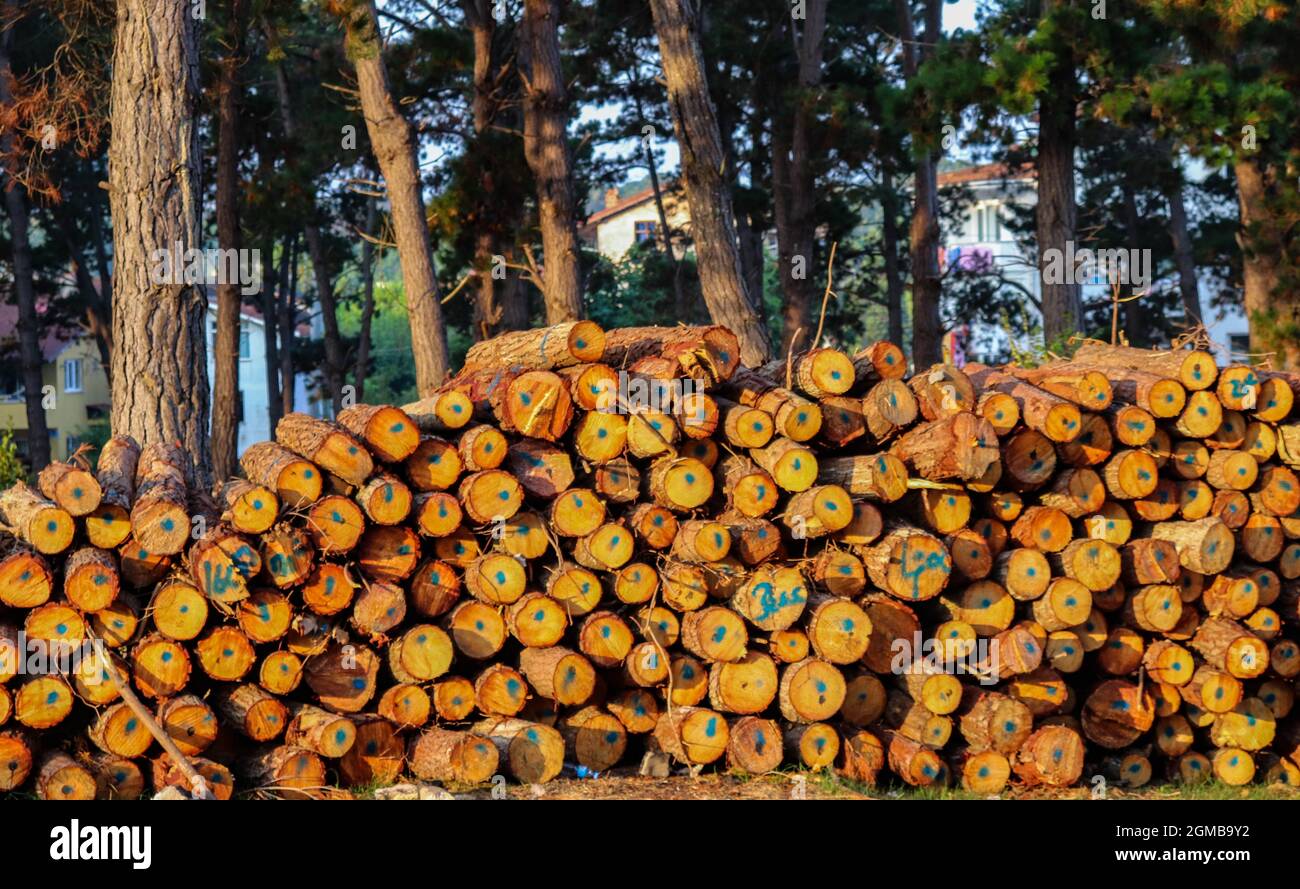 Freshly cut and stacked logs Stock Photo - Alamy