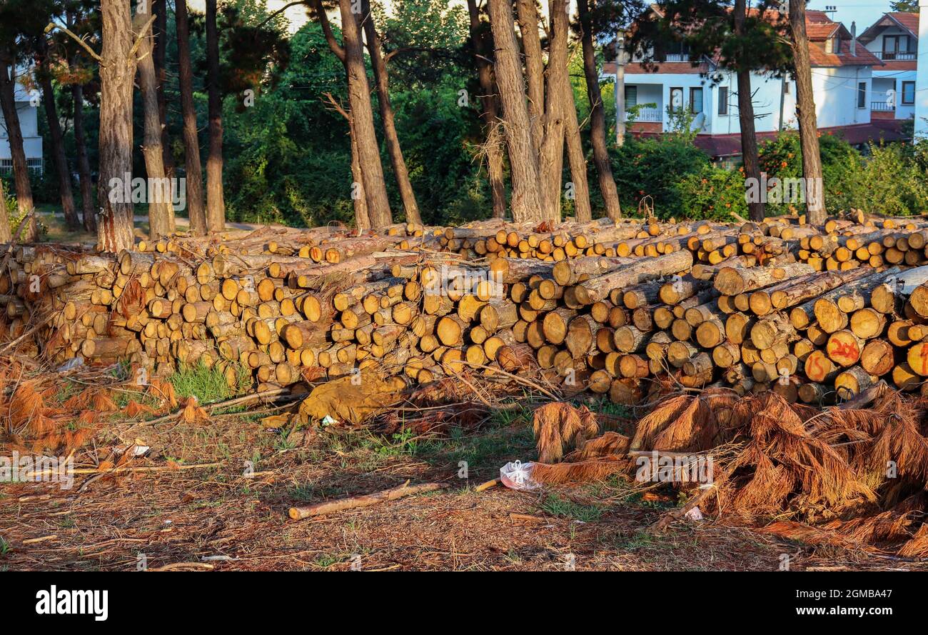 Freshly cut and stacked logs Stock Photo - Alamy