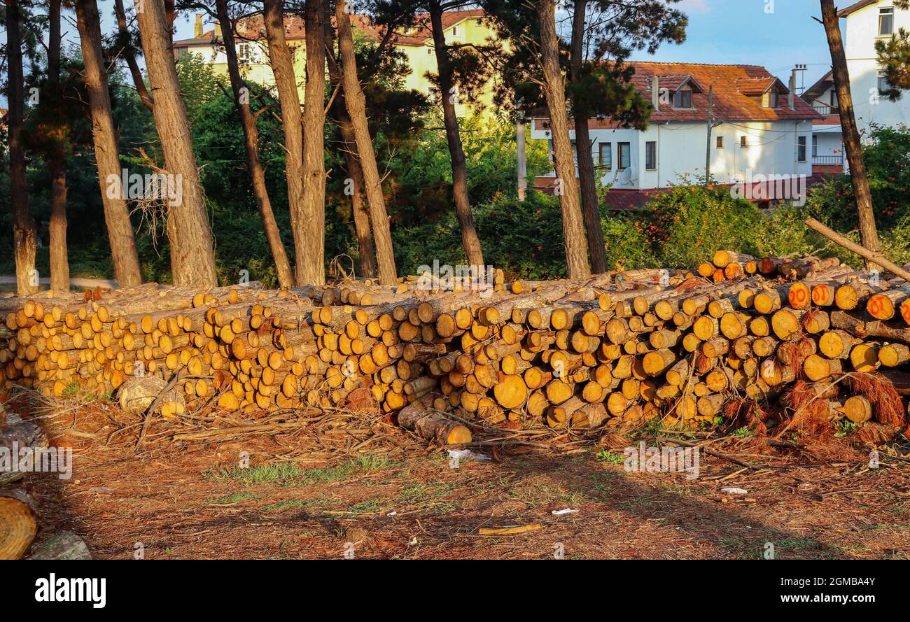 Freshly cut and stacked logs Stock Photo - Alamy