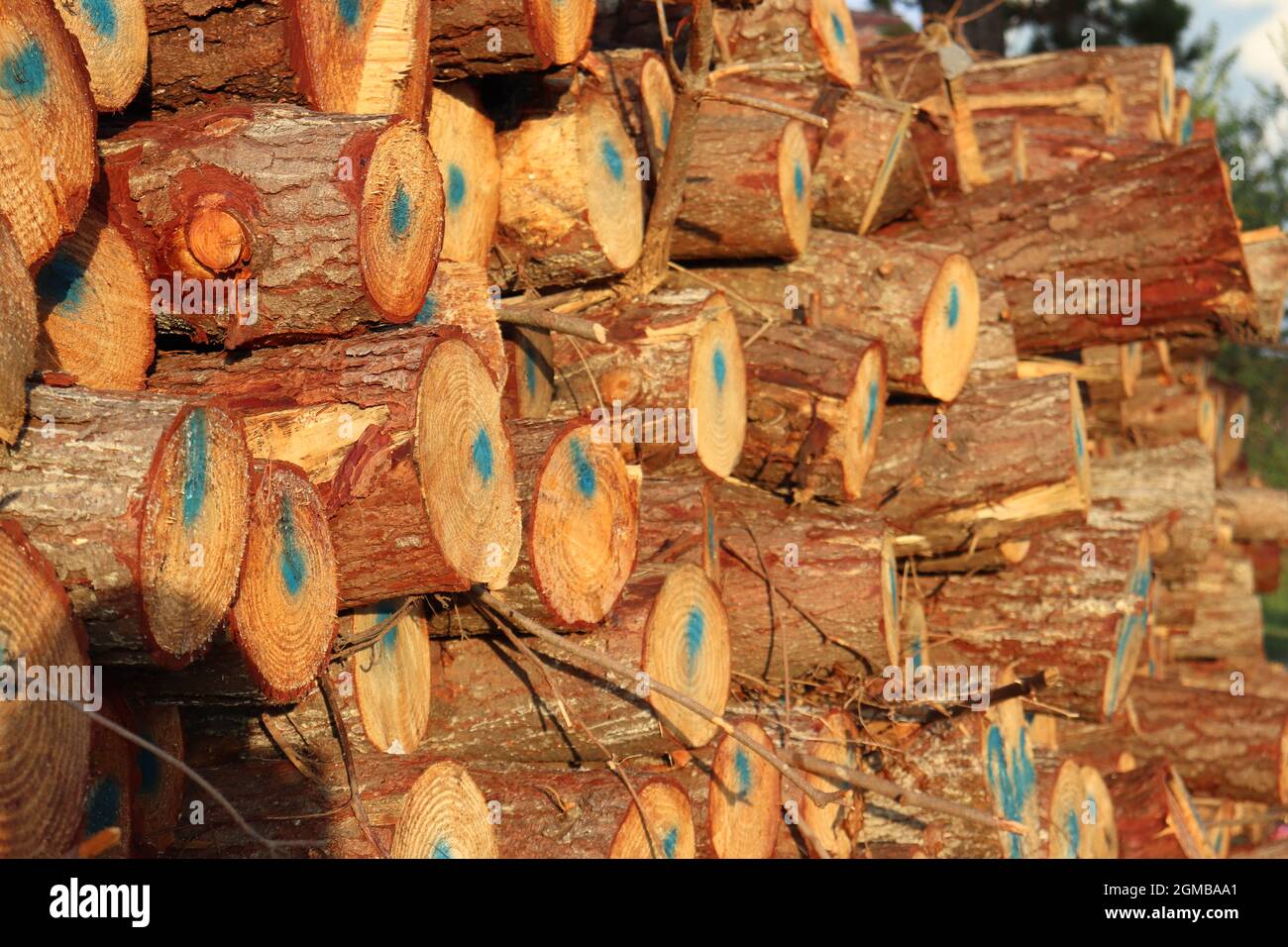 Freshly cut and stacked logs Stock Photo - Alamy