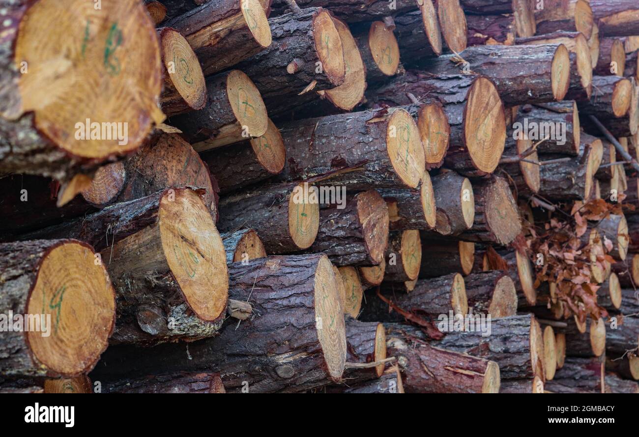 Freshly cut and stacked logs Stock Photo - Alamy