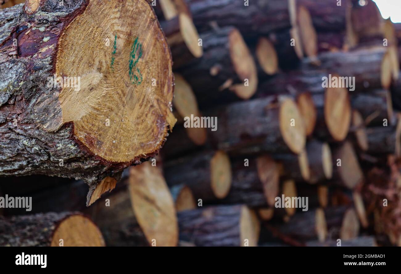 Freshly cut and stacked logs Stock Photo - Alamy