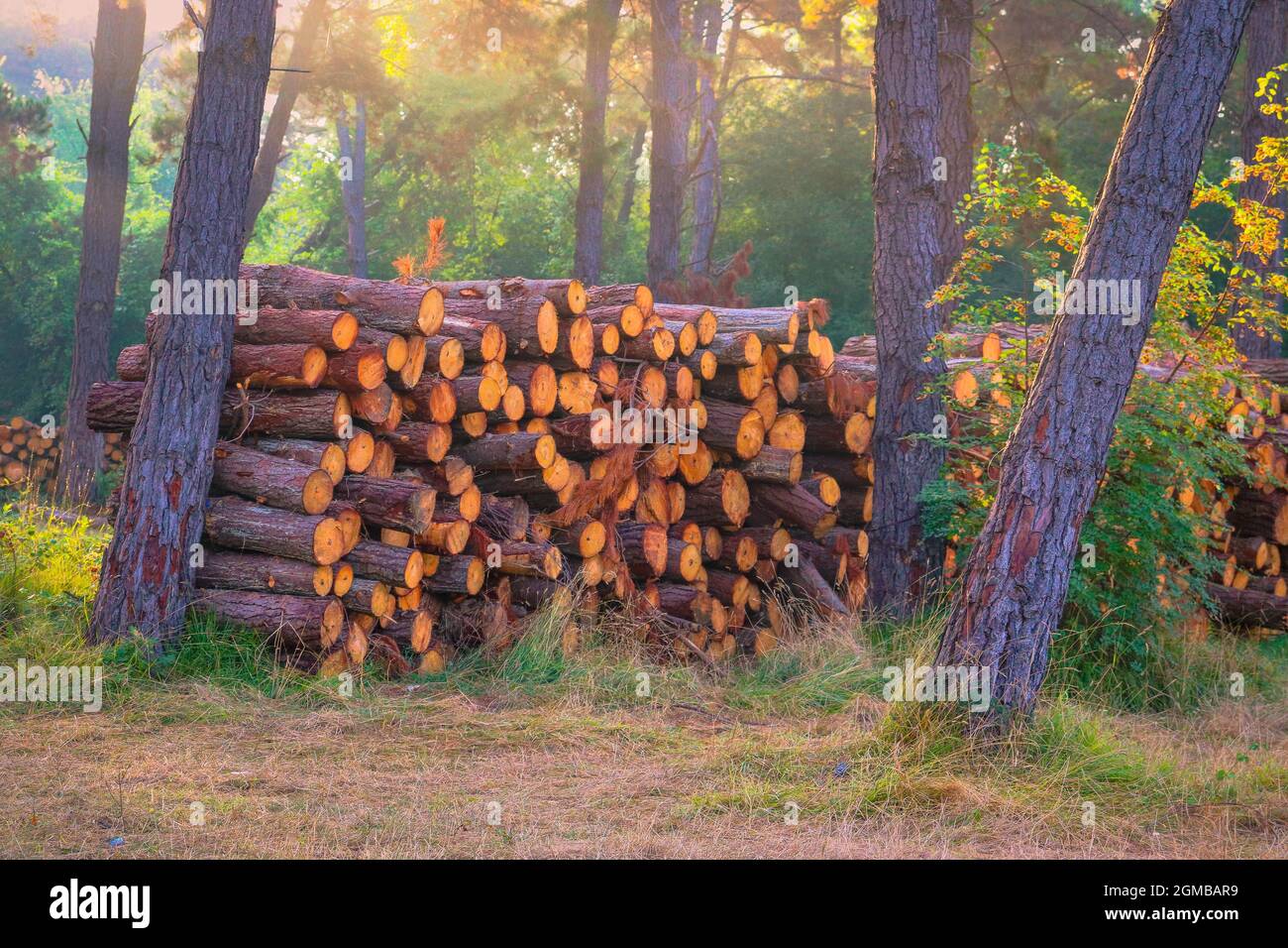 Freshly cut and stacked logs Stock Photo - Alamy