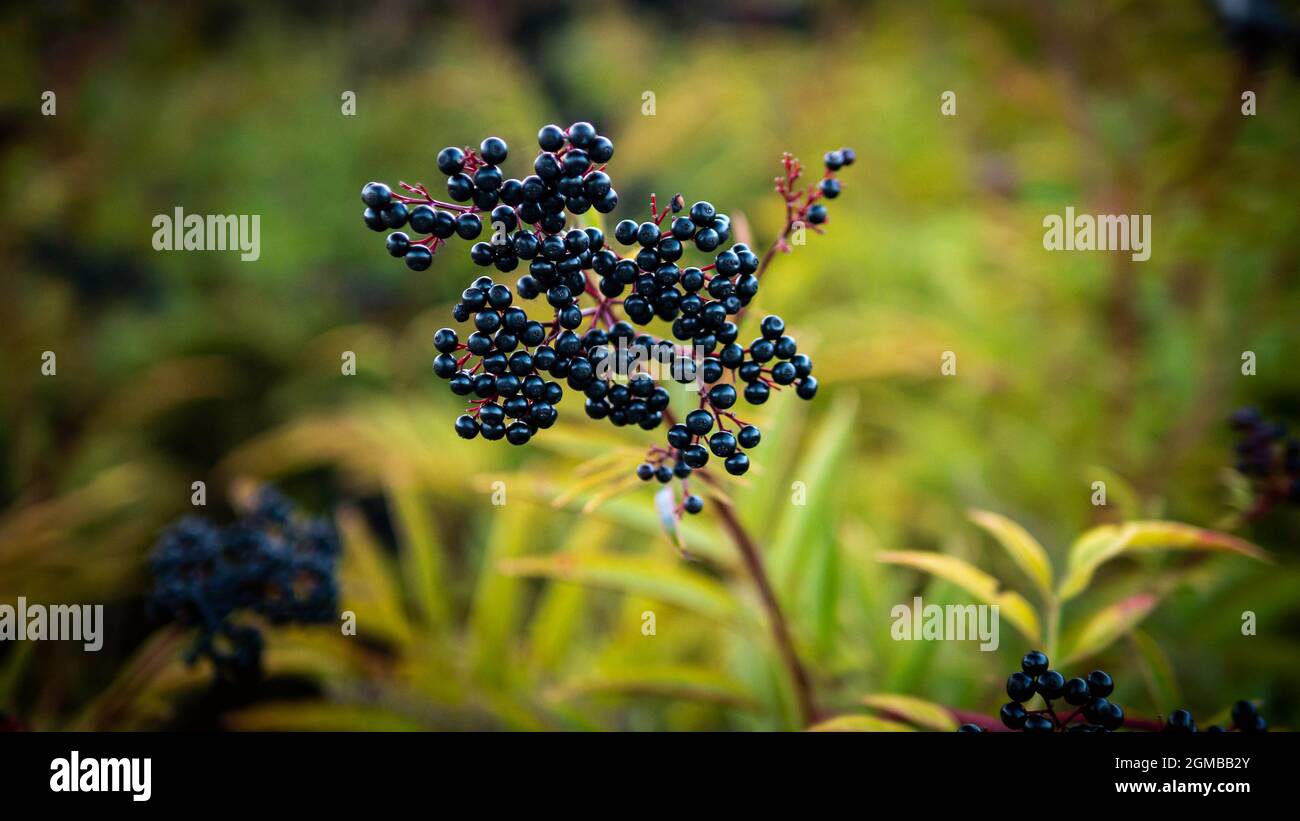 Chinese elderberry hi-res stock photography and images - Alamy
