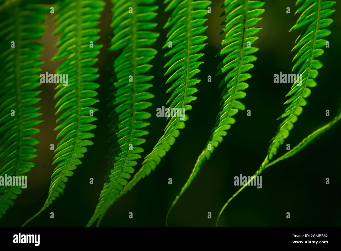 Closeup shot of green leaves of a Polypodiophyta on a blurred ...