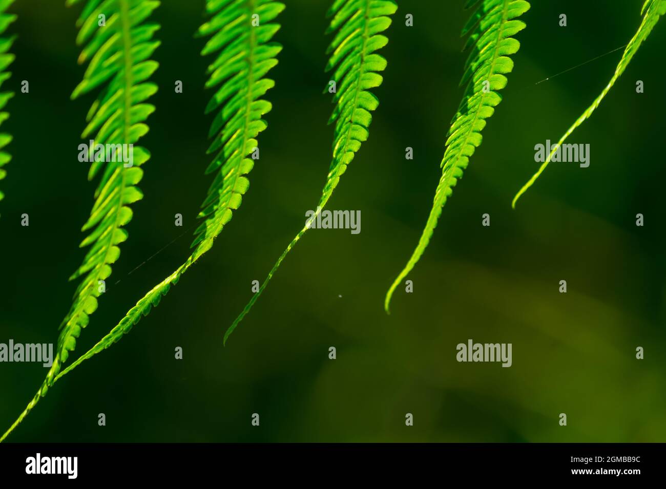 Closeup shot of green leaves of a Polypodiophyta on a blurred ...