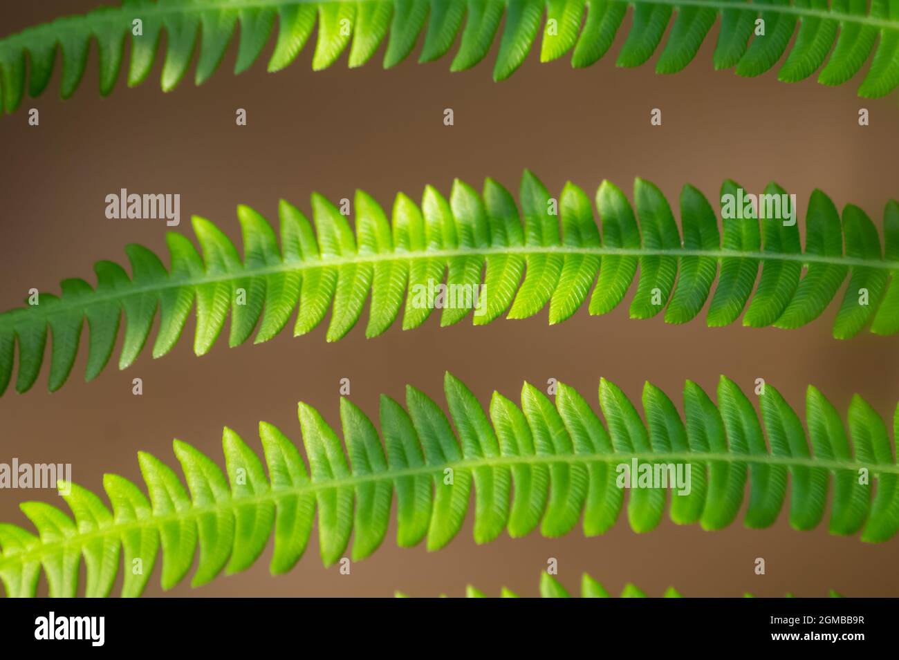 Closeup shot of green leaves of a Polypodiophyta on a blurred ...