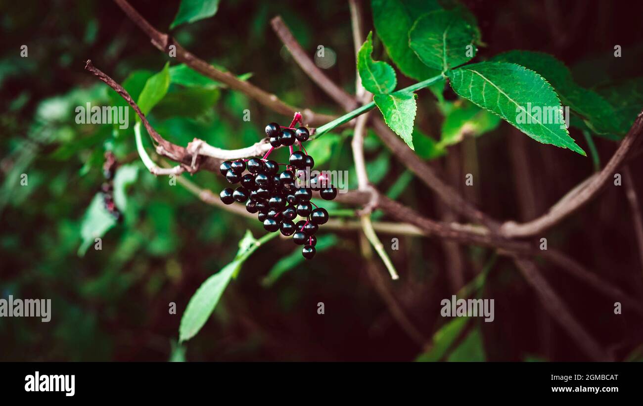 Chinese elderberry hi-res stock photography and images - Alamy