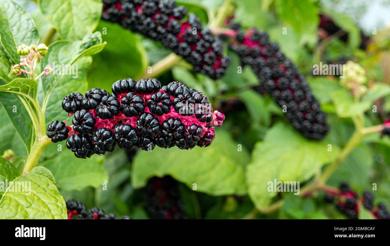 Poisonous berry lakonos on a branch, black ripe berry Stock Photo - Alamy