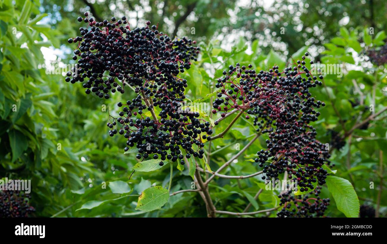 Chinese elderberry hi-res stock photography and images - Alamy