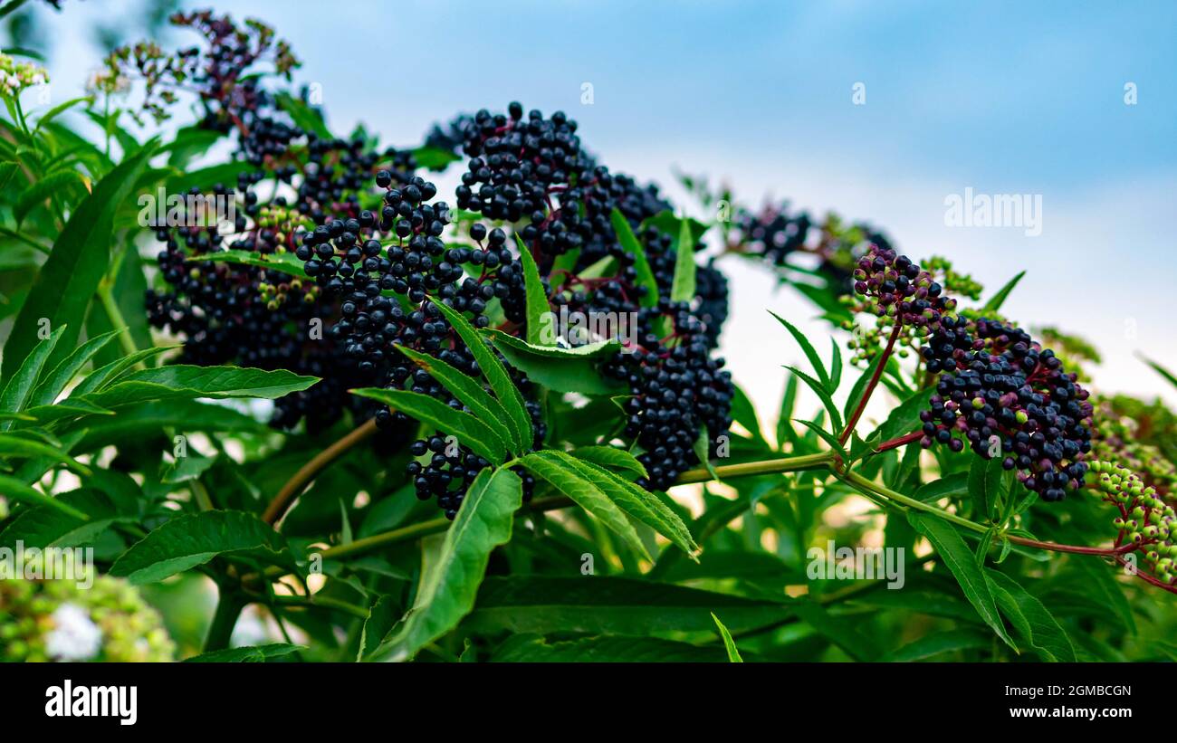 Chinese elderberry hi-res stock photography and images - Alamy