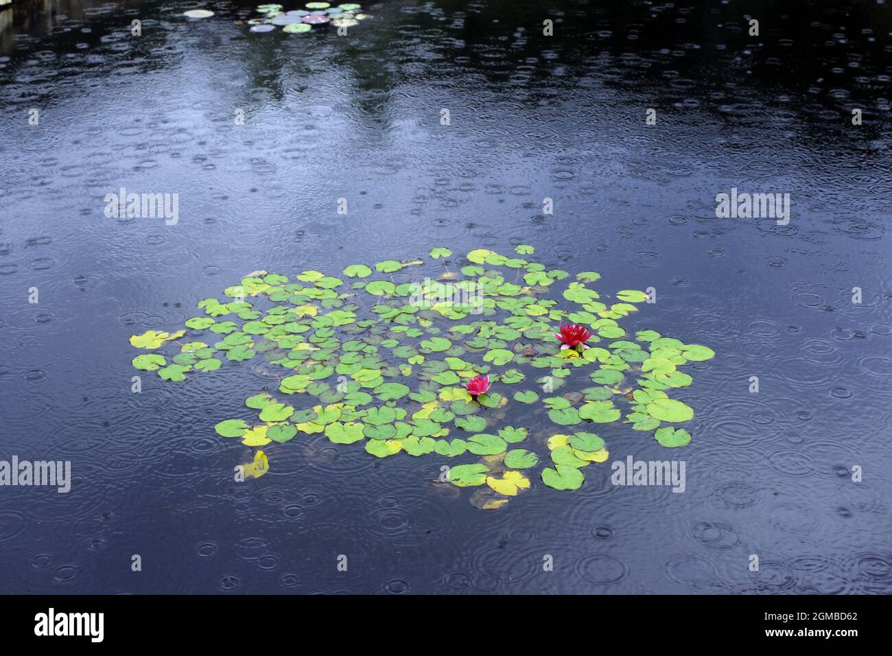 Two pink water lily flowers and an abundance of green lily pads ...