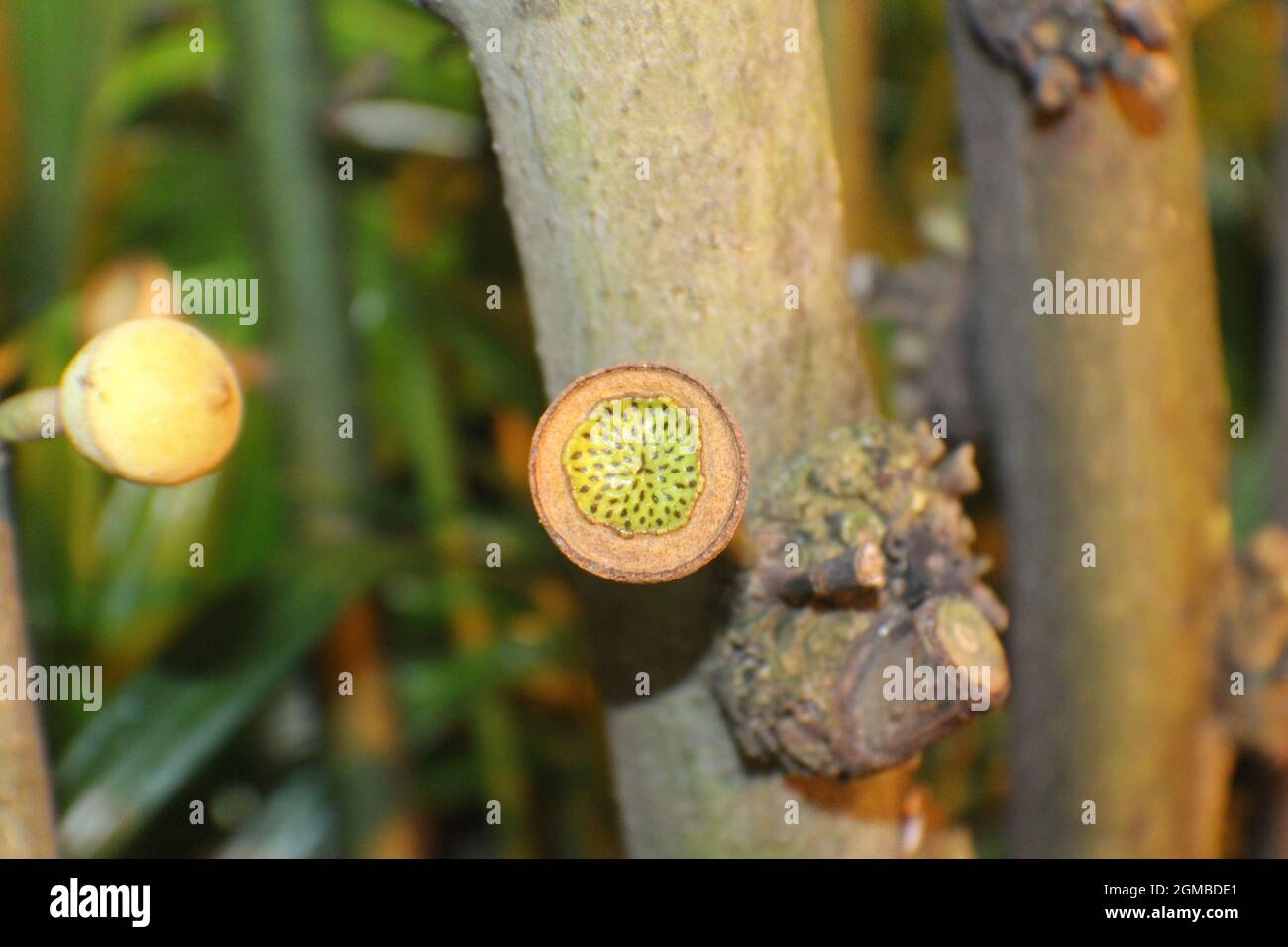 A tree with a branch sliced off exposing a center yellow-green core ...