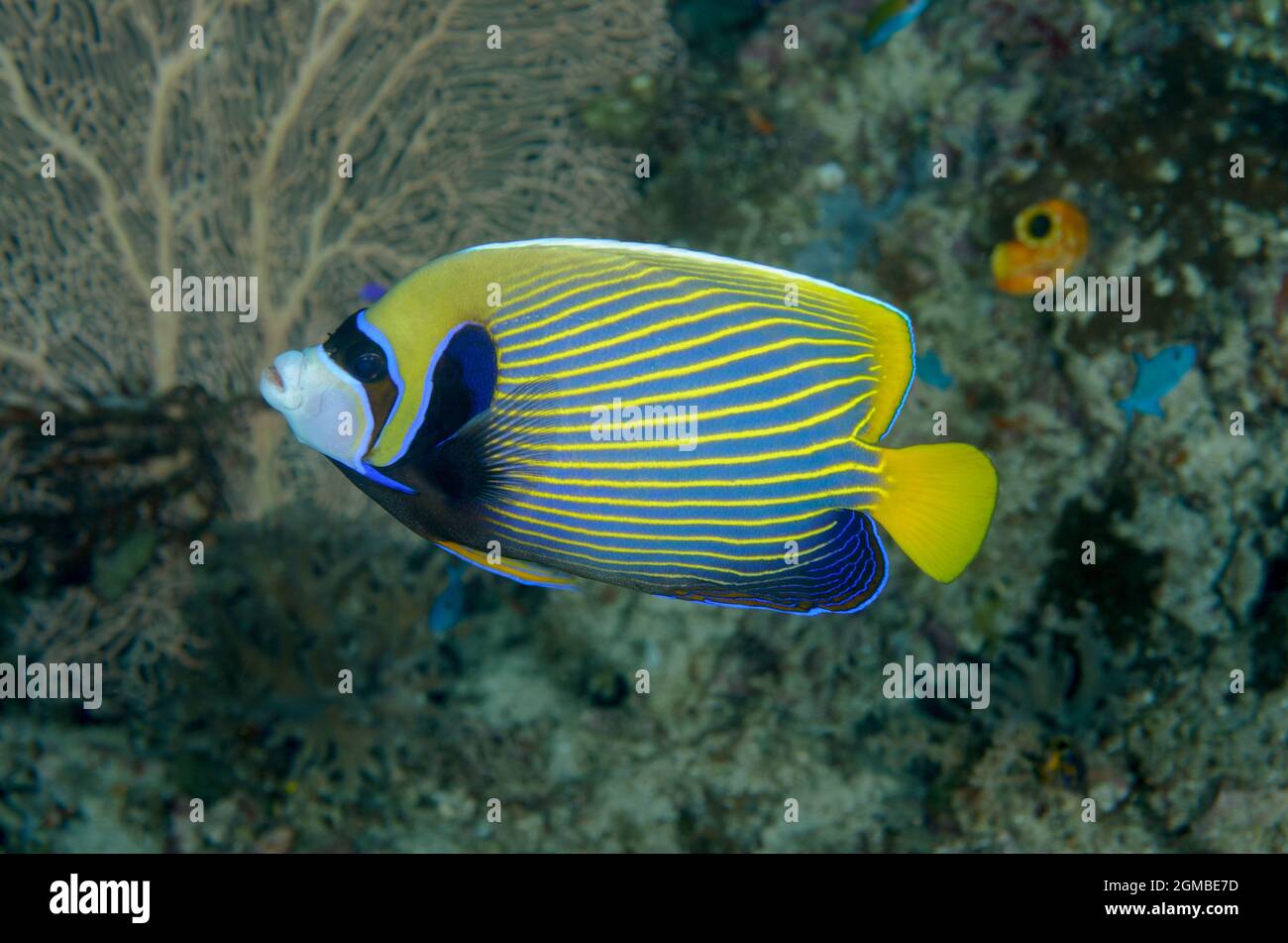 Emperor Angelfish, Pomacanthus imperator, at Misool Islands, Indonesia ...