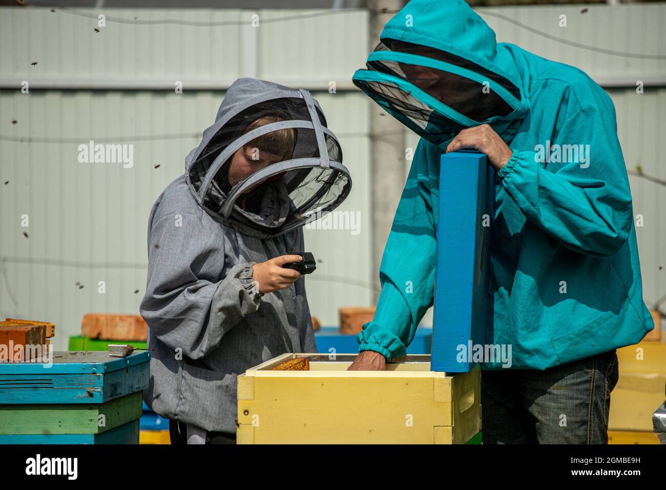 Dad and son on the apiary. Family agribusiness. boy records video as ...