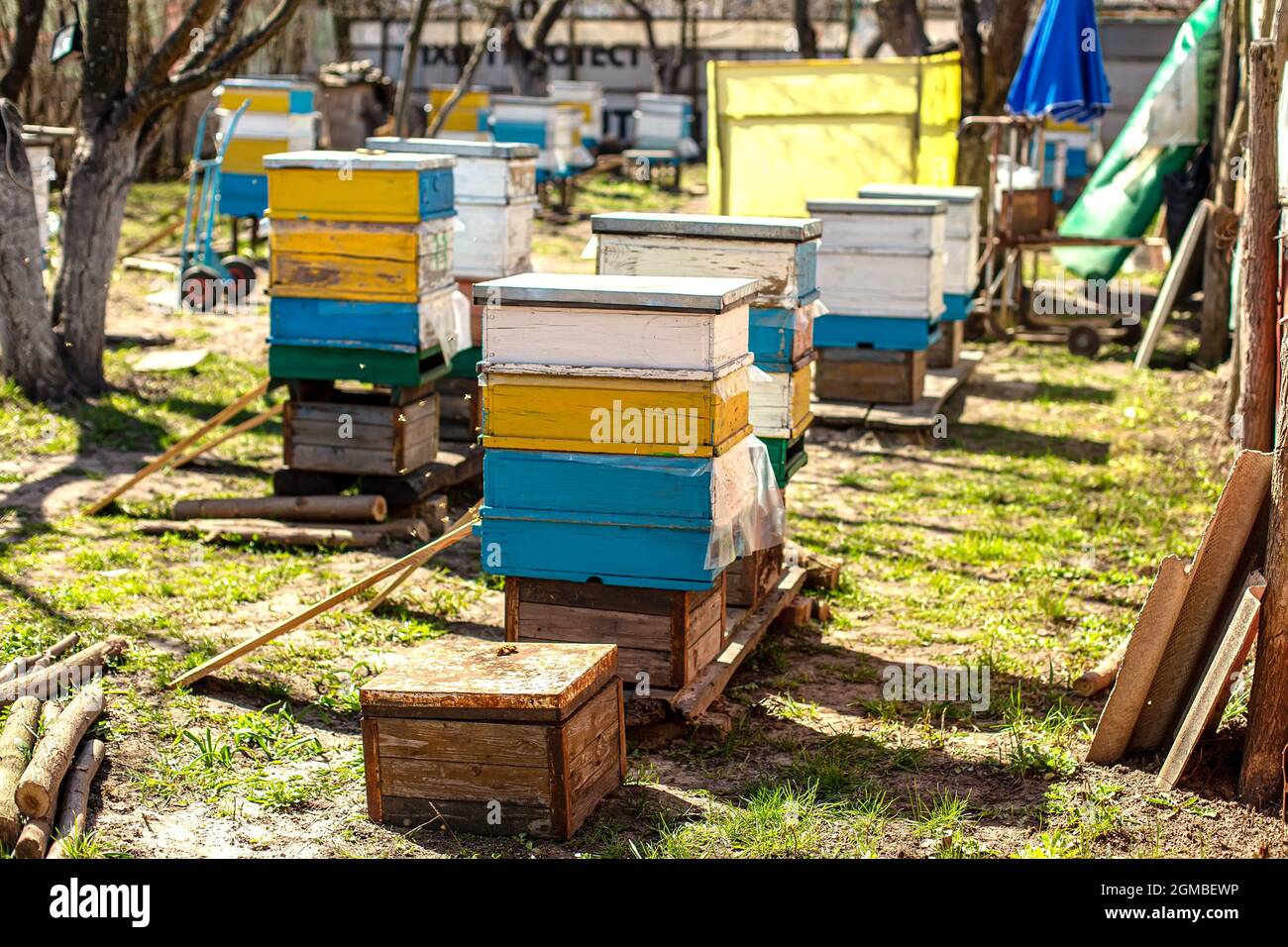 Blossoming garden with apiary. Bees spring under the flowering trees of ...