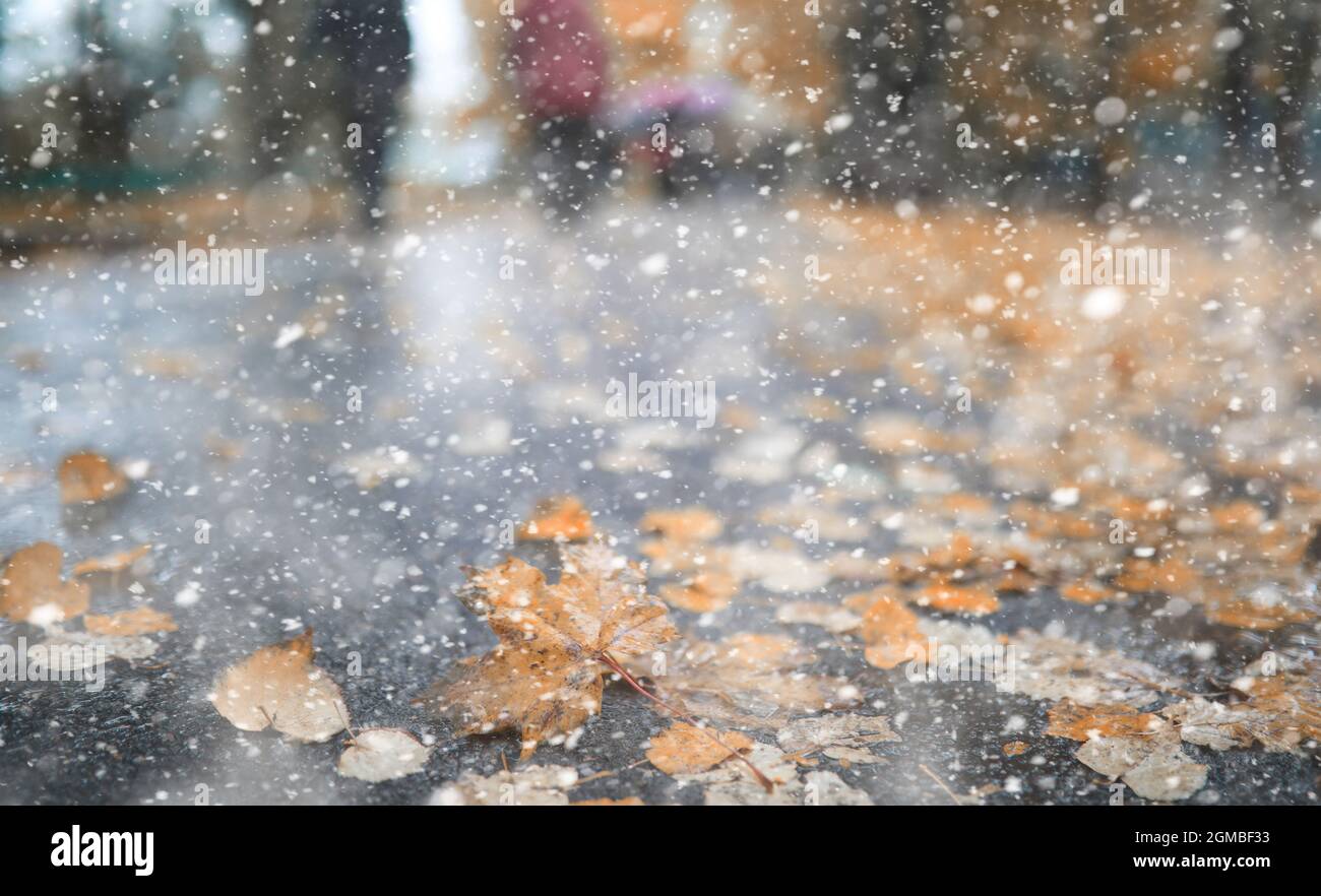 Autumn park in the days of the first snow Stock Photo - Alamy
