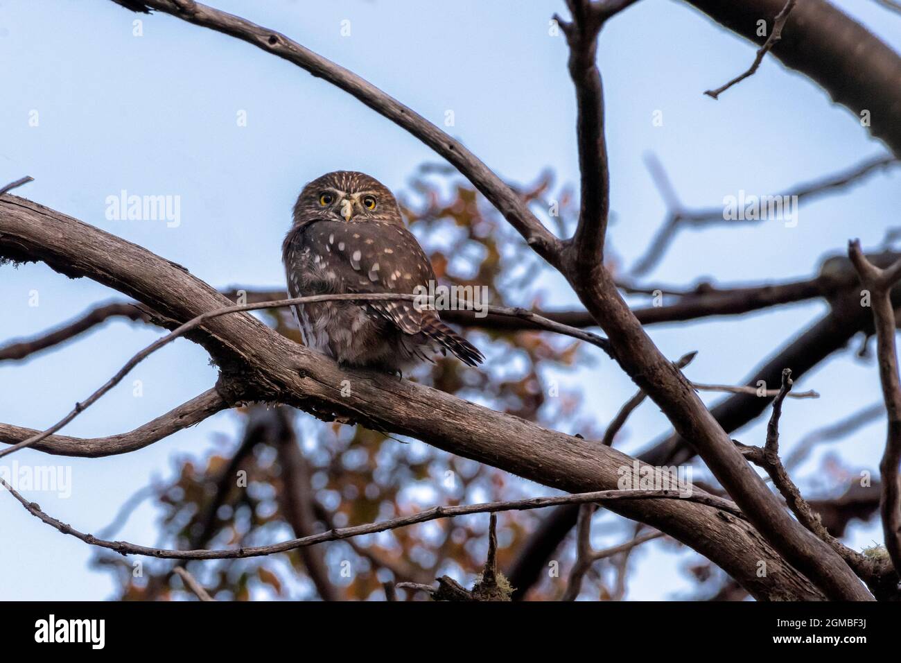 Austral pygmy owl (Glaucidium nana) with head turned forwards near ...