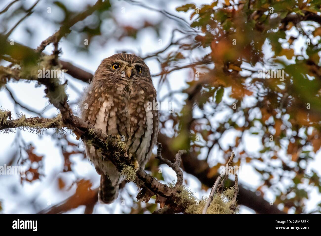 Austral pygmy owl (Glaucidium nana) perched in a tree near Cerro ...