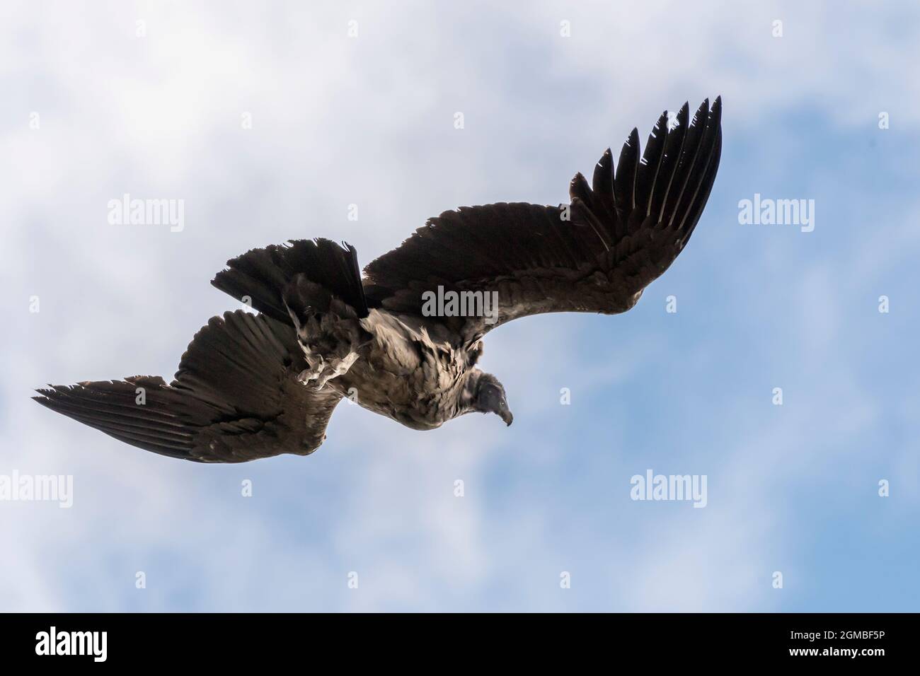Soaring juvenile condor, Cerro Palomares, Patagonia Stock Photo - Alamy