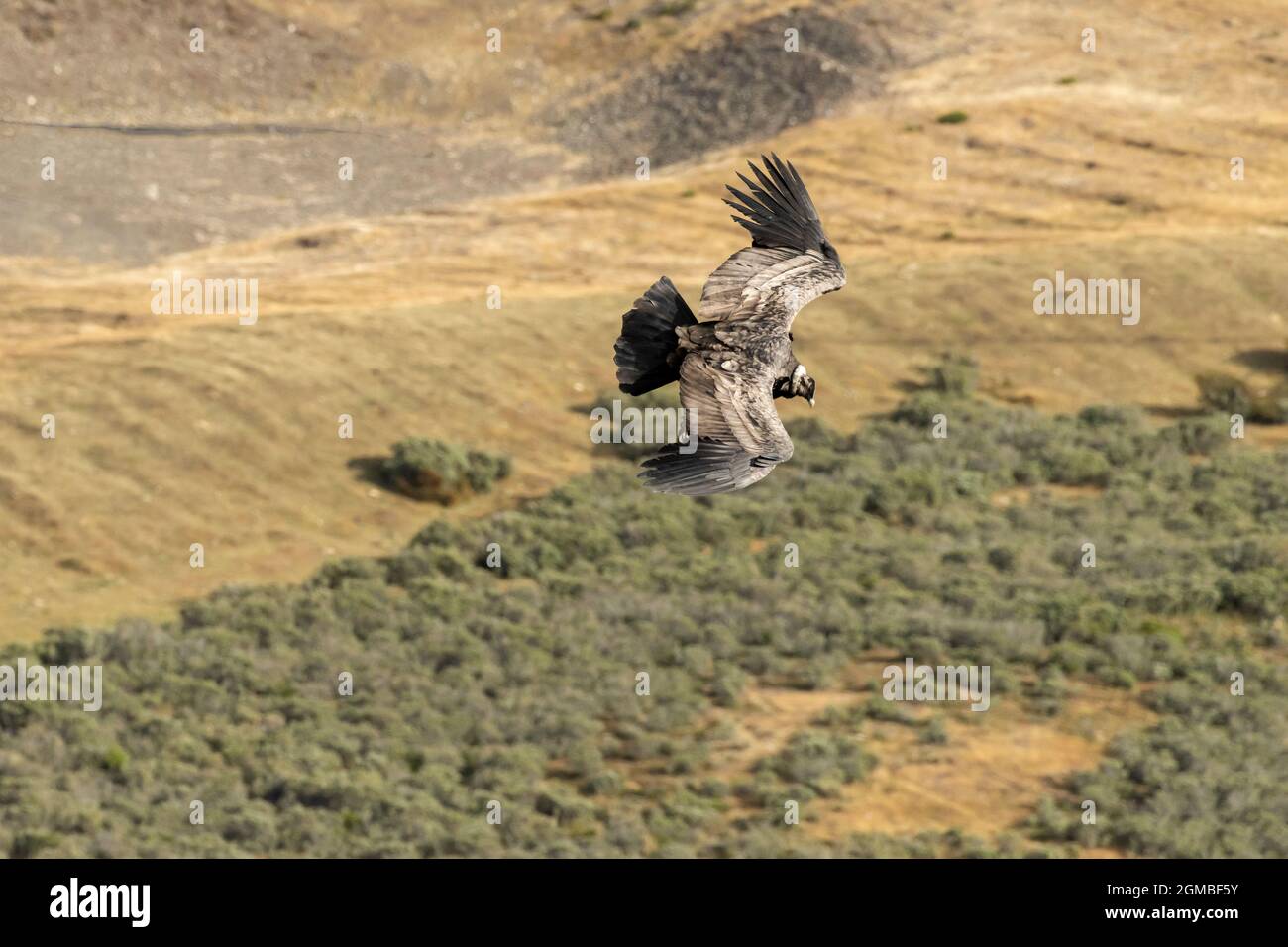 Juvenile Andean condor (Vultur gryphus) soaring over the fields near ...