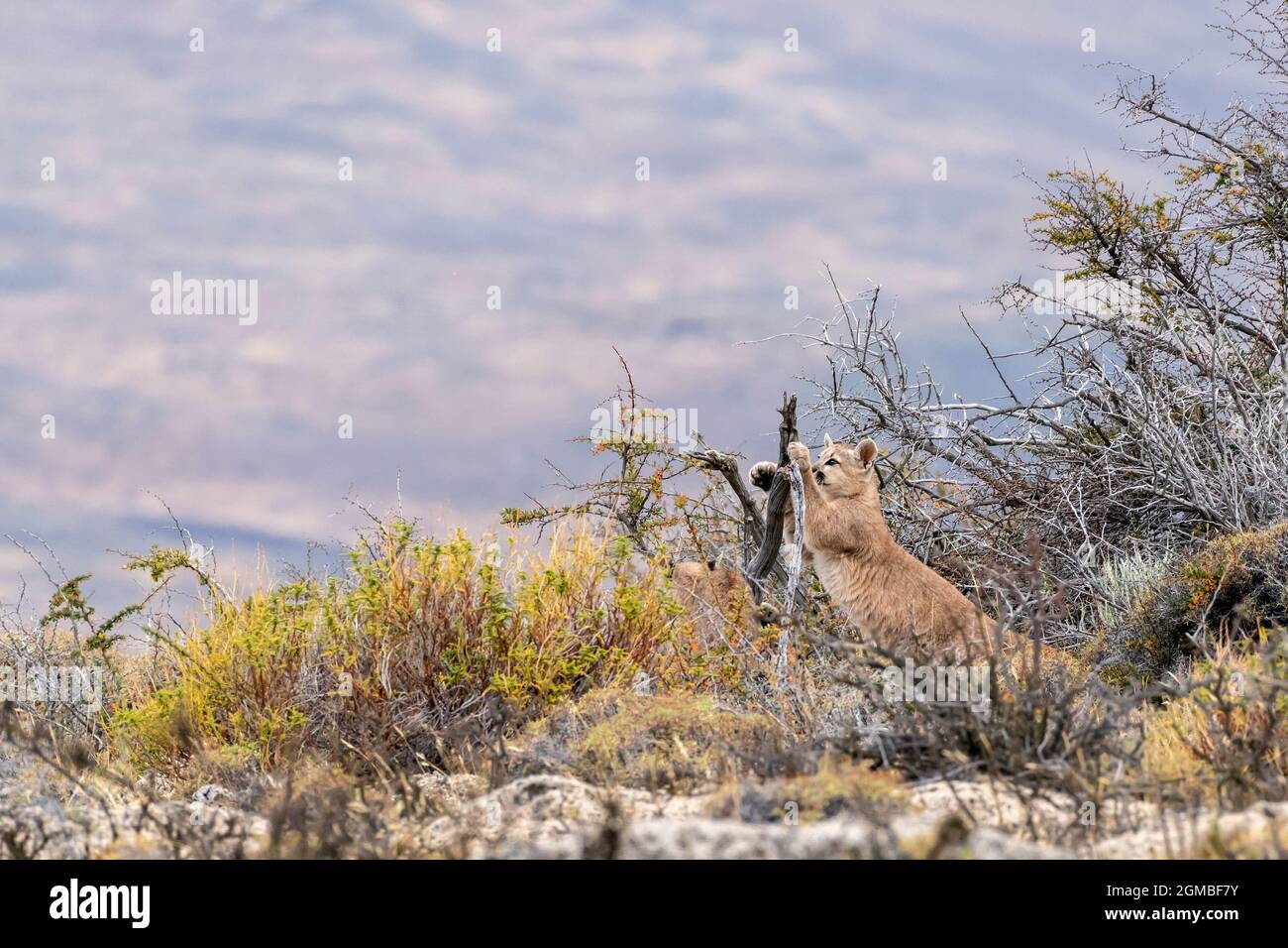 Dead kitten hi-res stock photography and images - Alamy