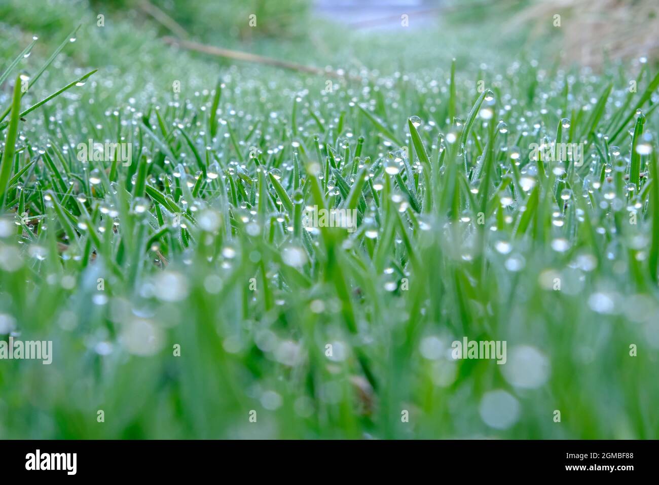 Morning dew on a grass Stock Photo - Alamy