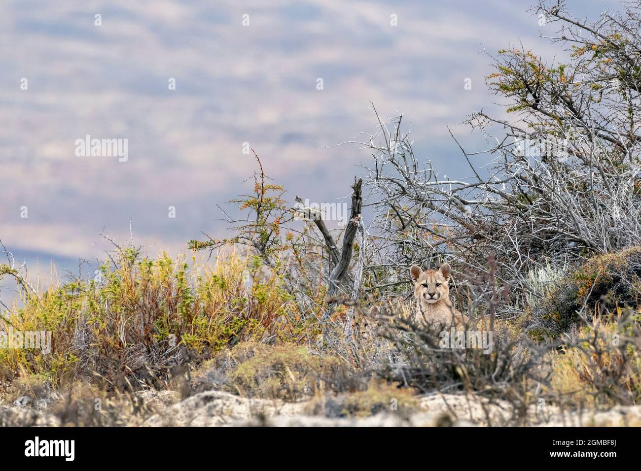 Peeking out of the bushes hi-res stock photography and images - Alamy